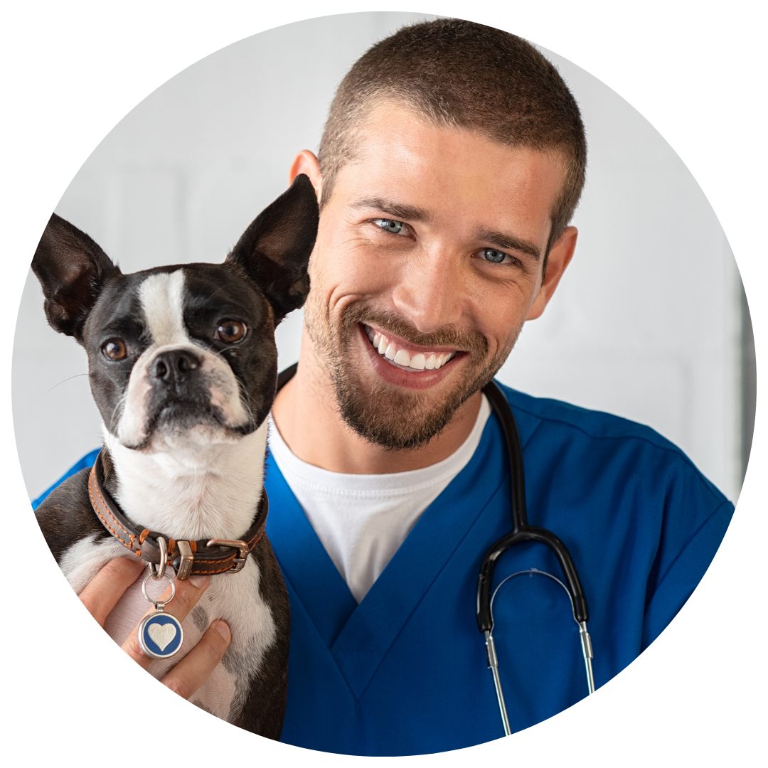 Dogs Arthritis Guide - Arthritis Pet Dev Site